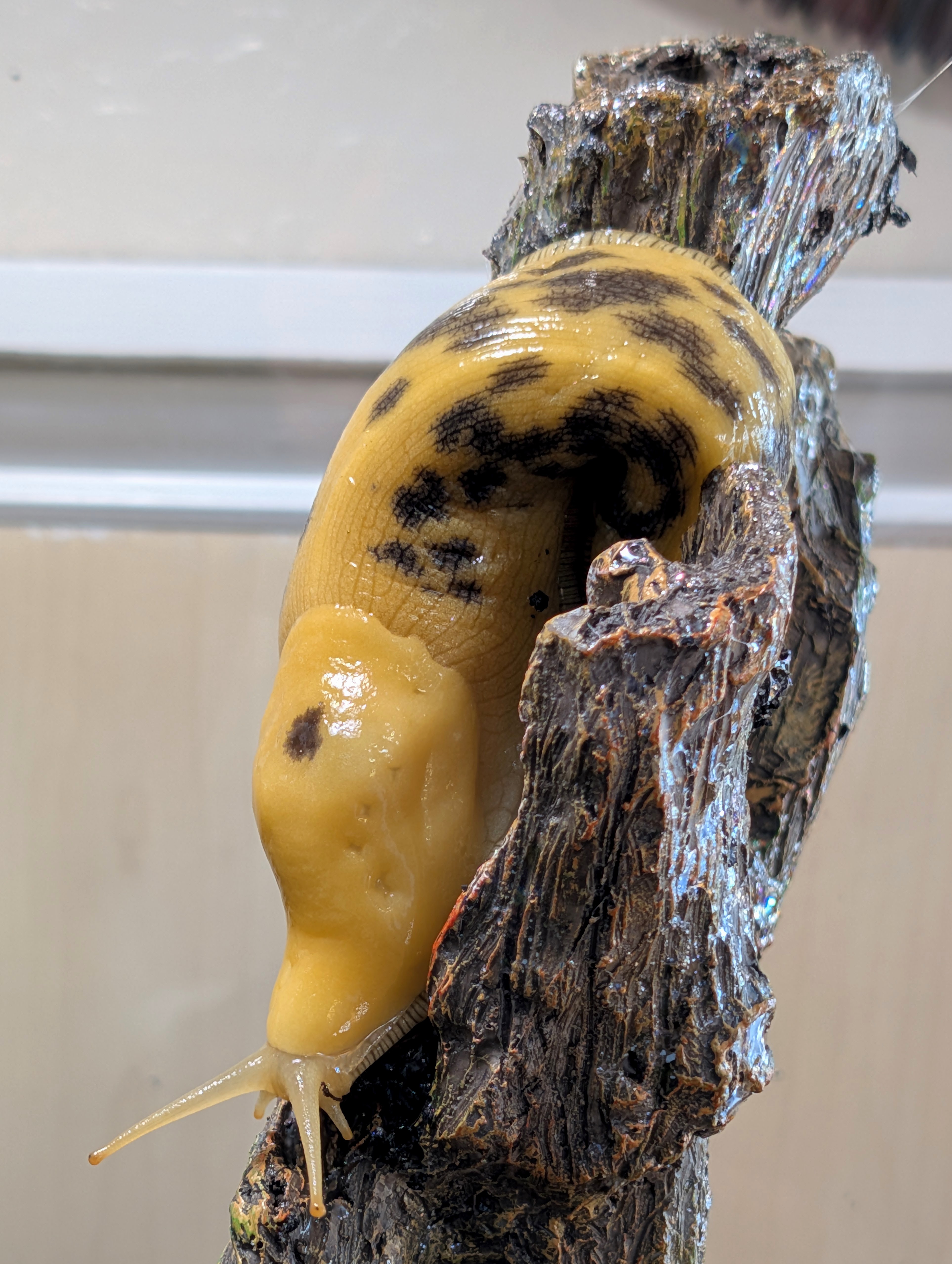 Banana Slug Notes & Care